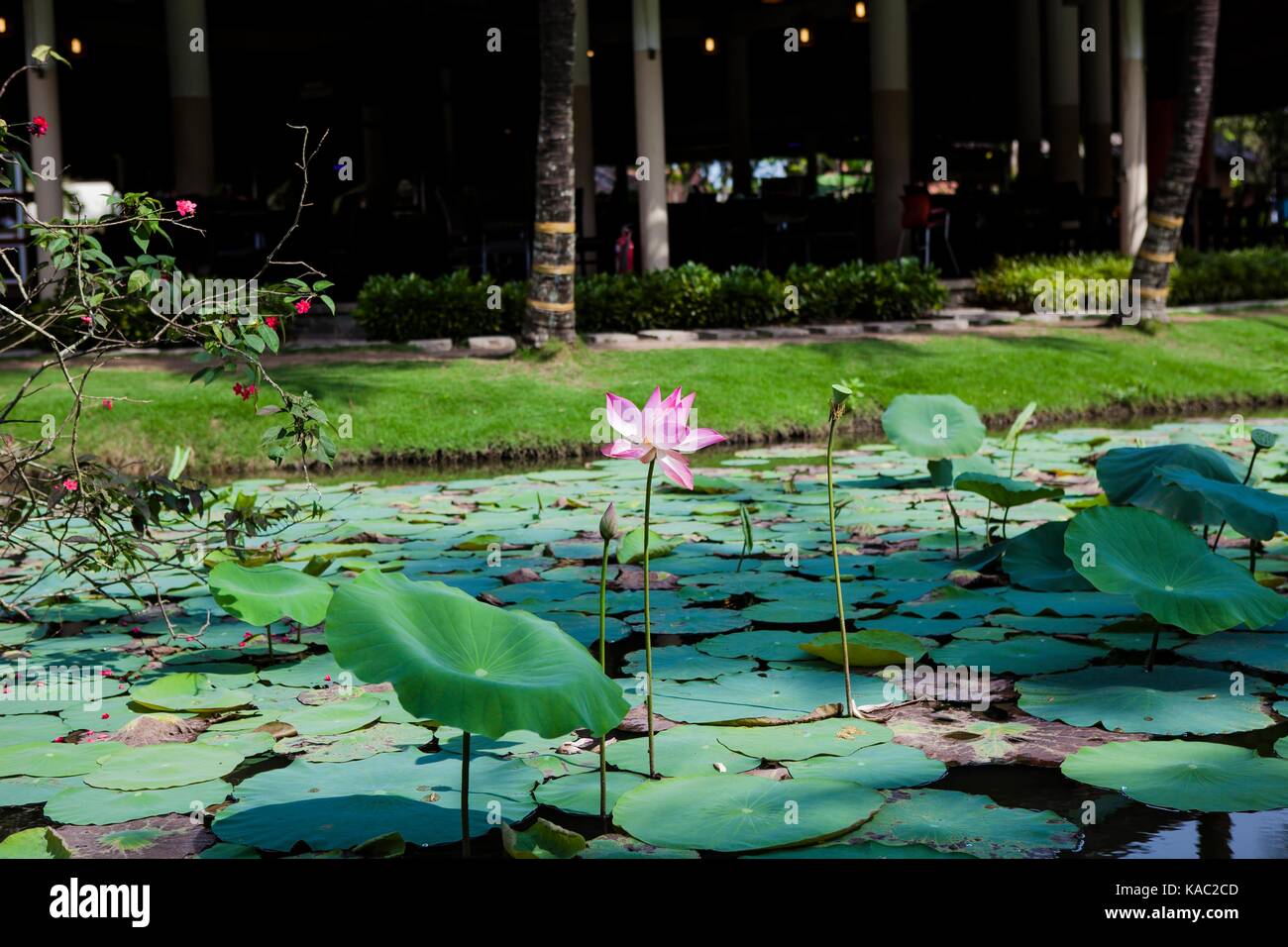 Lotus pond hi-res stock photography and images - Alamy