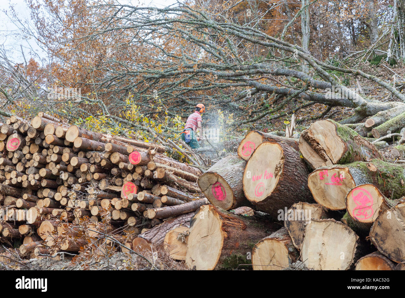 Forester cutting felled oak tree with chain saw while logging, stacked ...