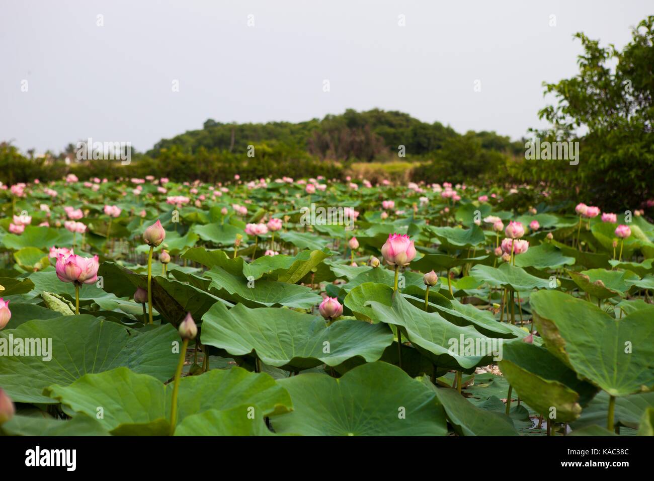 Pink Sacred Lotus (Nelumbo nucifera) blossom and leaves in lake Stock ...