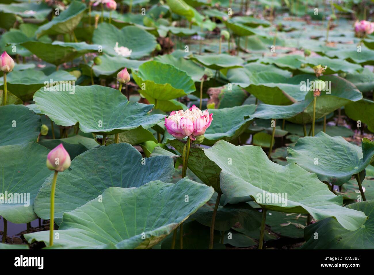 Pink Sacred Lotus (Nelumbo nucifera) blossom and leaves in lake Stock ...