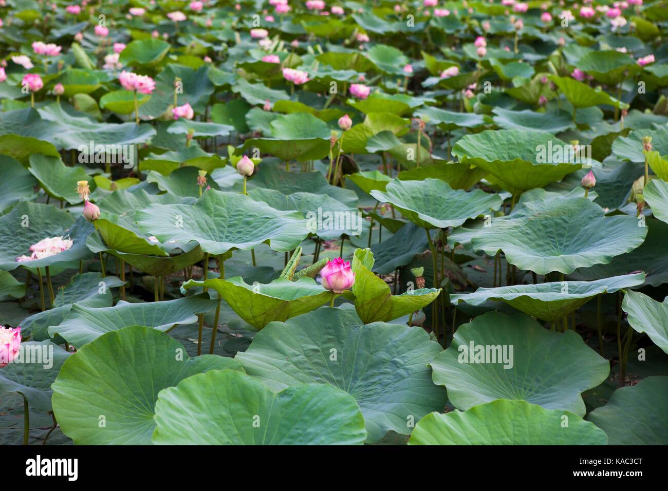 Pink Sacred Lotus (Nelumbo nucifera) blossom and leaves in lake Stock ...