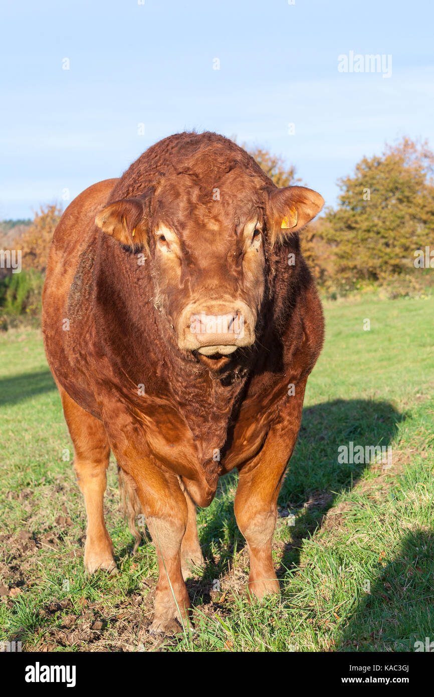 Limousin beef bull standing staring into the camera in a graasy pasture ...