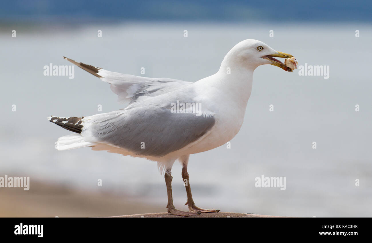 Seagull Eating On The Seafront Of Rhyl, Wales, UK Stock Photo - Alamy