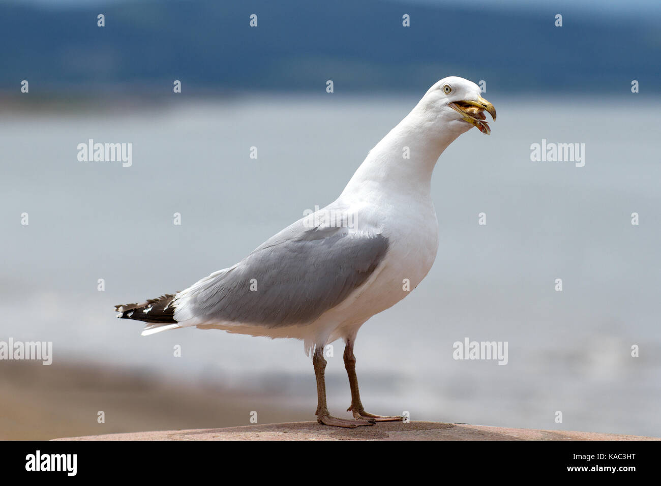 Seagull eating rat hi-res stock photography and images - Alamy
