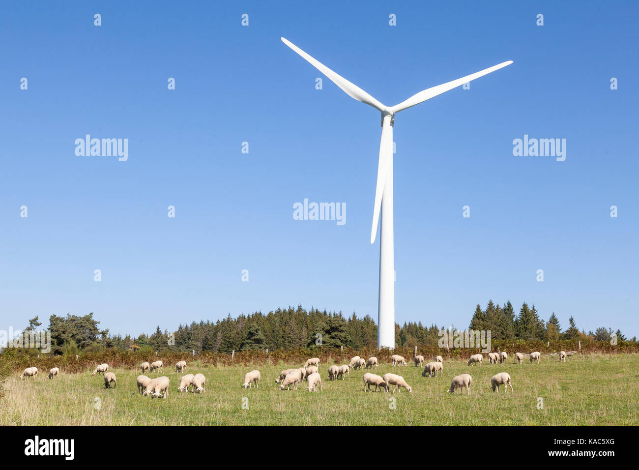 Grazing flock of sheep alongside a wind turbine in an agricultural ...