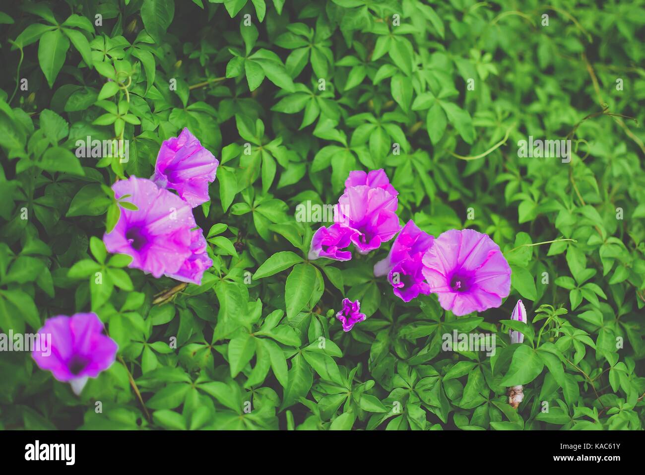 Lilac wildflower hi-res stock photography and images - Alamy