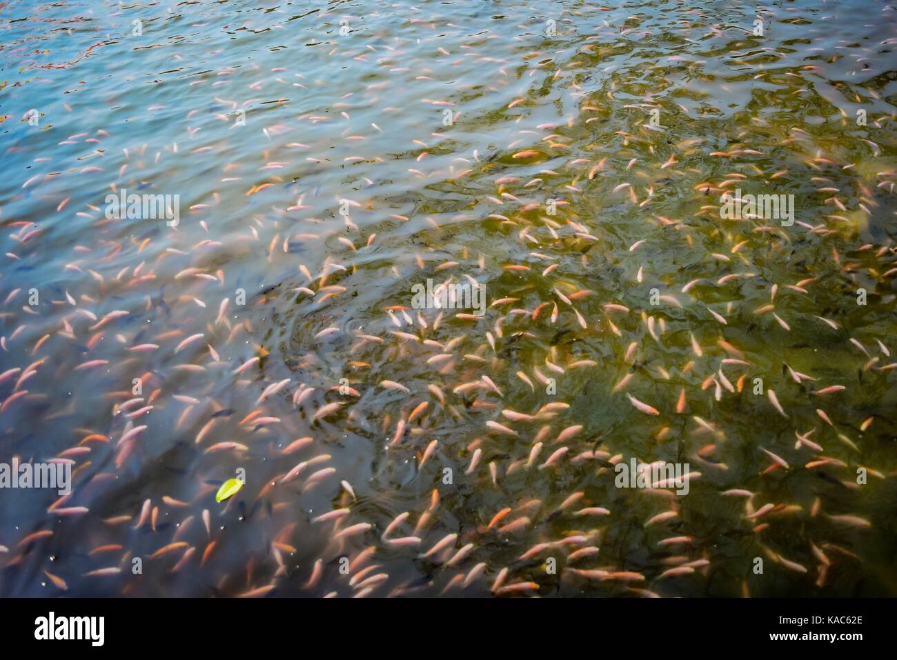 Colorful koi fish Stock Photo - Alamy