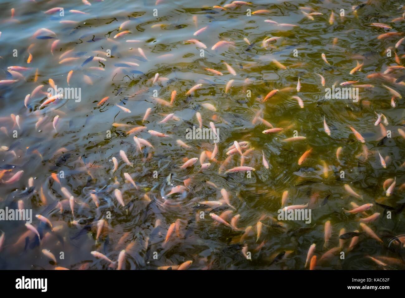 Colorful koi fish Stock Photo - Alamy