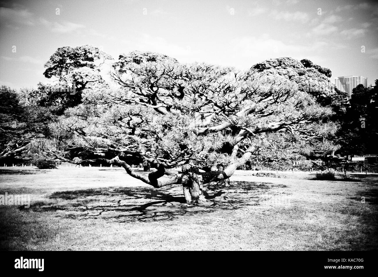 tree in Tokyo Stock Photo - Alamy