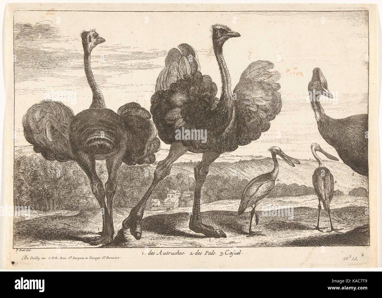 Struisvogels, kasuaris en lepelaar Stock Photo - Alamy