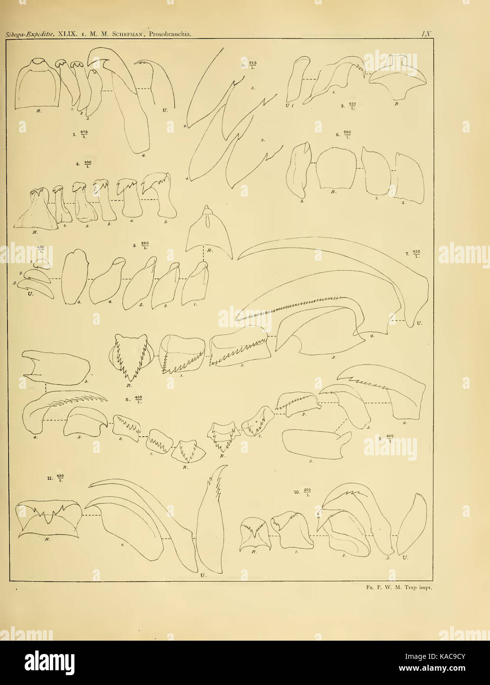 This illustration from the Siboga Expedition features Prosobranchia ...