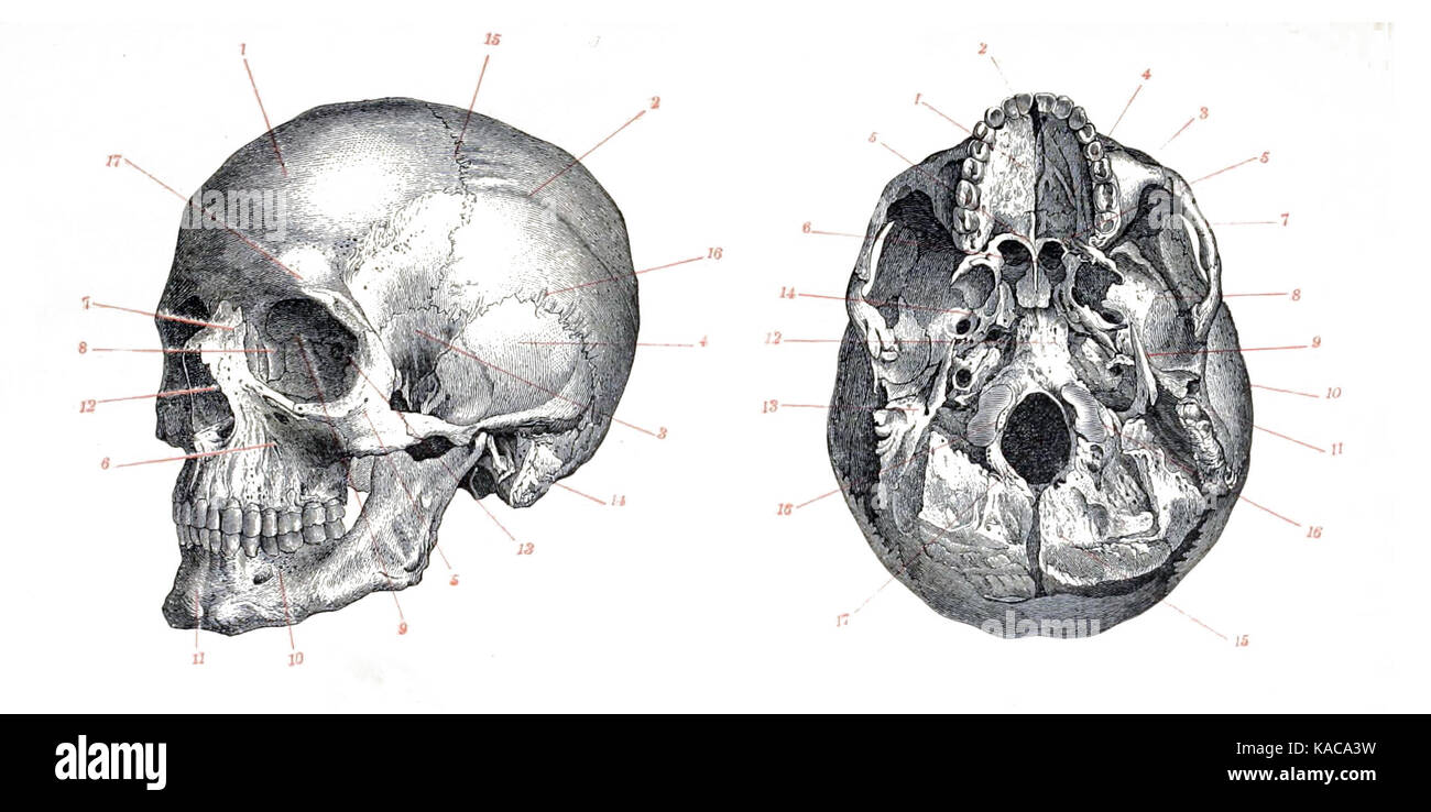 A human skull, representative of Homo sapiens, the species to which ...