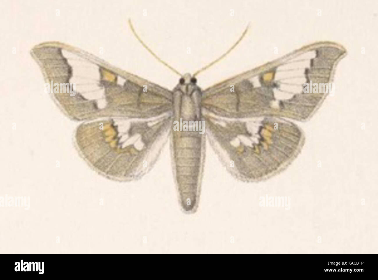 Siga siga hi-res stock photography and images - Alamy