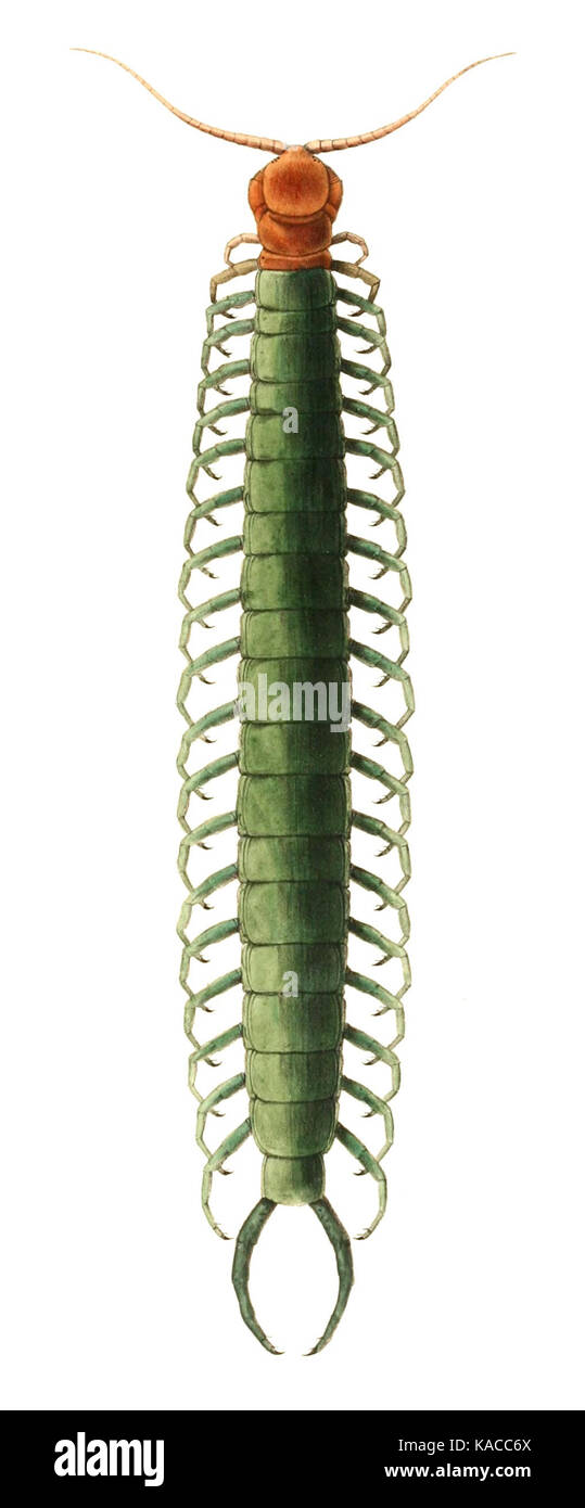 Desert centipede Cut Out Stock Images & Pictures - Alamy