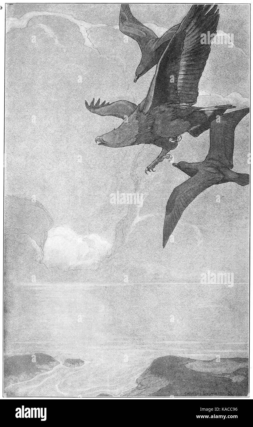 Bird swooping Black and White Stock Photos & Images - Alamy