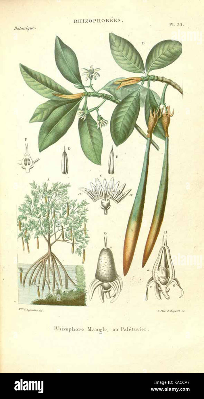 Rhizophora mangle L., commonly known as the red mangrove, is a coastal ...