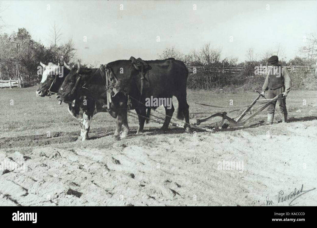 This image, taken around 1920, depicts agricultural labor in Saint ...