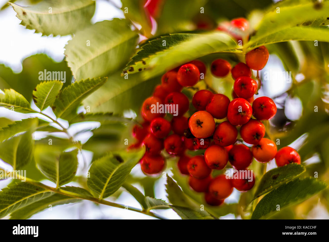 Ripe berries on the rowan tree on autumn Stock Photo - Alamy
