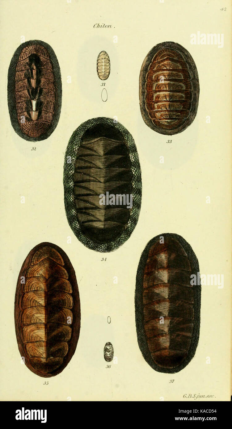 This illustrated work features colored depictions of previously ...