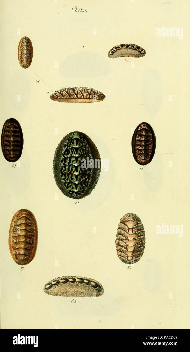 This illustration collection features a variety of recently discovered ...