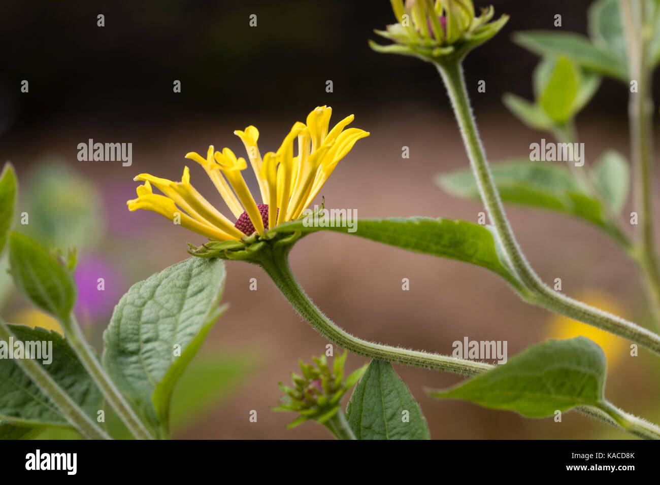Yellow flower with brown center hi-res stock photography and images - Alamy