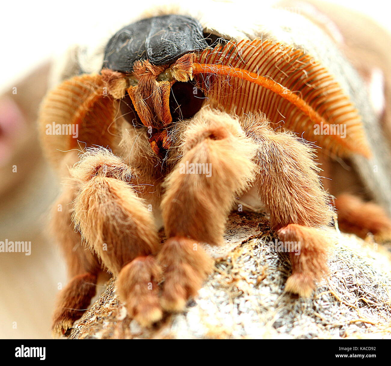 Gum Emperor Moth High Resolution Stock Photography and Images - Alamy