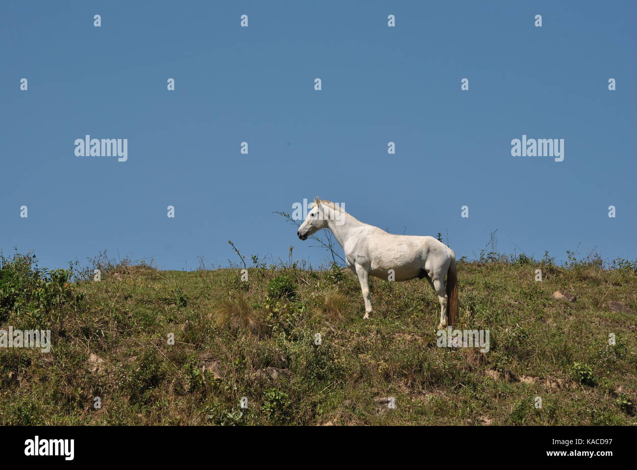 Quiet animal hi-res stock photography and images - Alamy