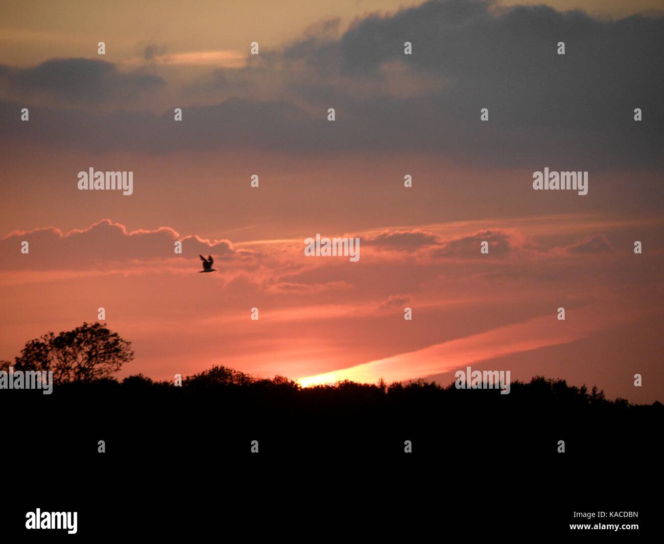 A Bird at Sunset Stock Photo - Alamy