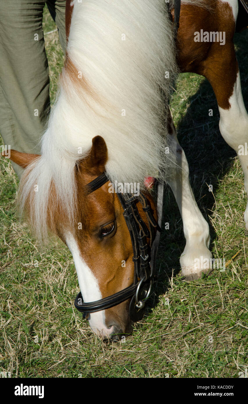 Horse locked in stable hi-res stock photography and images - Alamy