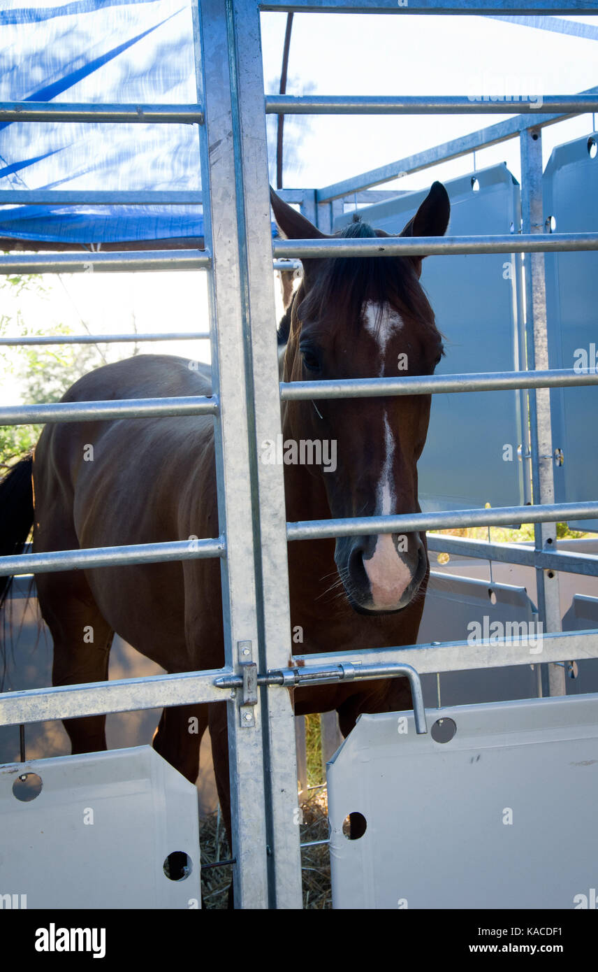 Horse locked in stable hi-res stock photography and images - Alamy