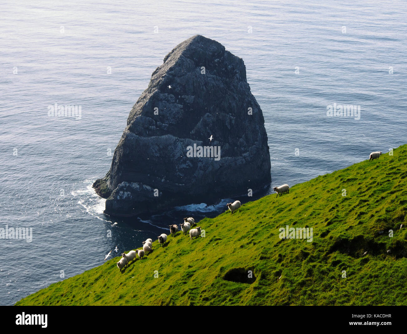 Stac Lee and sheep from Boreray, St Kilda, Scotland Stock Photo - Alamy