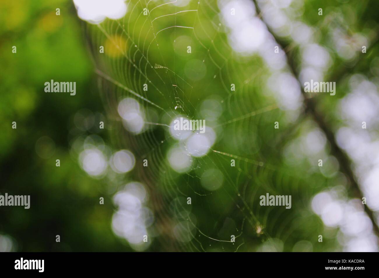 Spider web in tree hi-res stock photography and images - Alamy