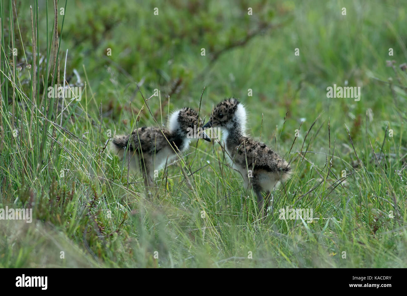 Baby lapwing hi-res stock photography and images - Alamy