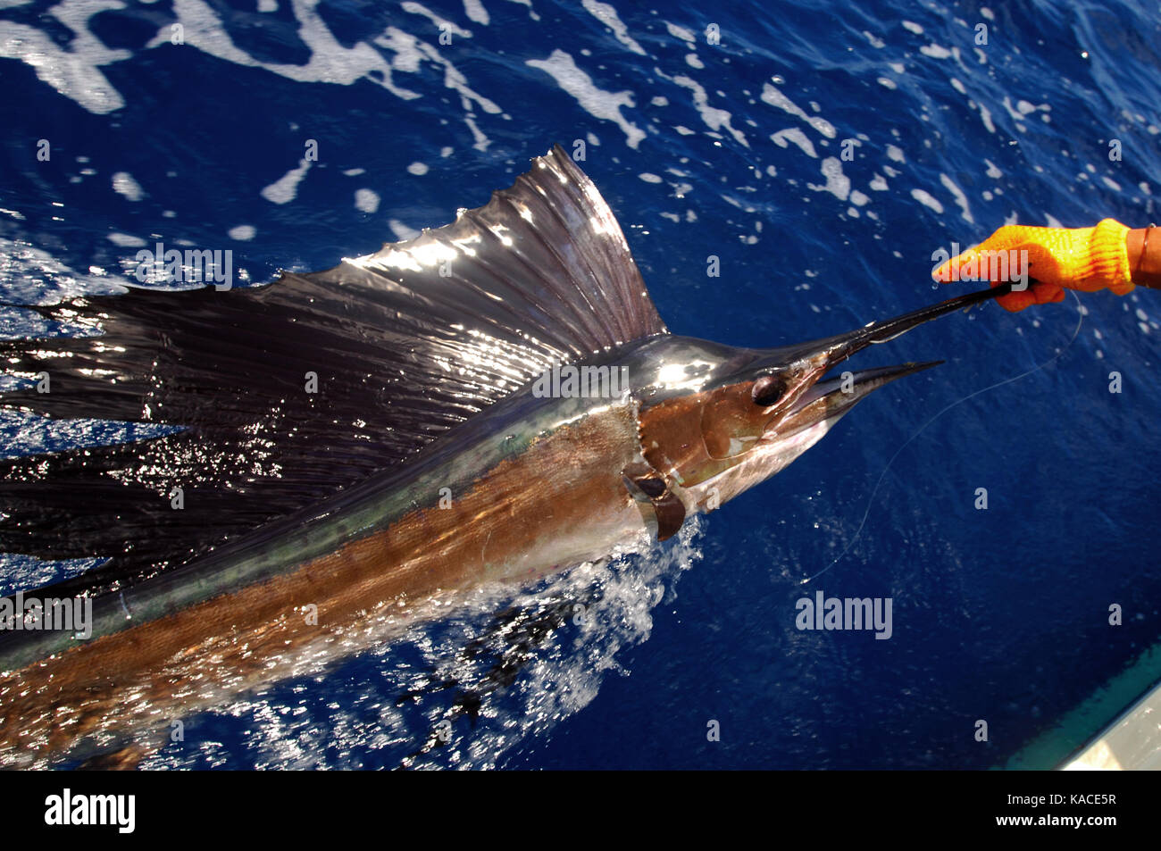 Sailfish hi-res stock photography and images - Alamy