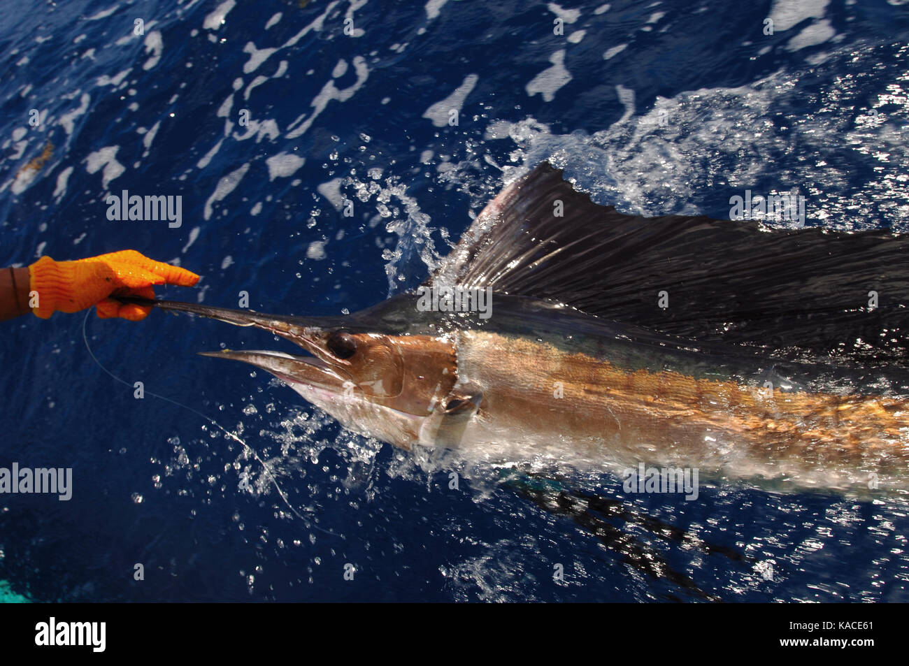 A sailfish at boat side caught while fishing offshore from Port Aransas ...