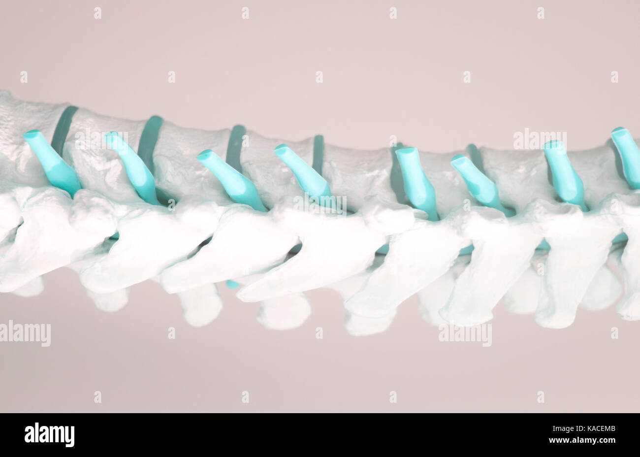 Human spine vertebra spinal column medical teaching model showing bones ...