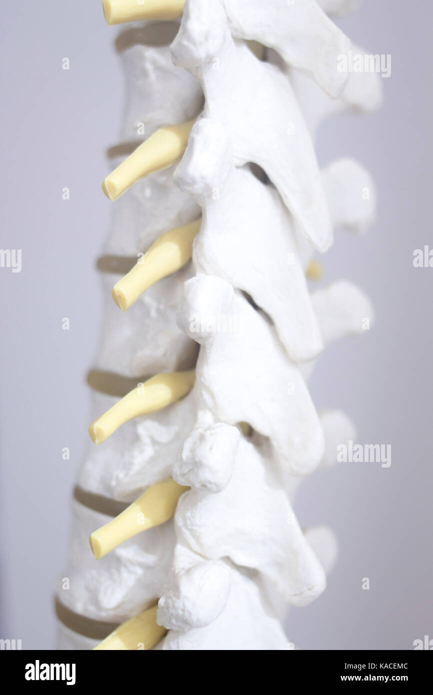 Human spine vertebra spinal column medical teaching model showing bones ...