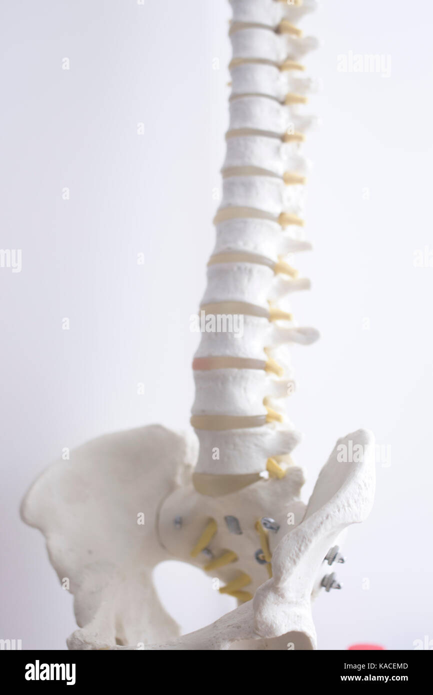 Spine Cartilage