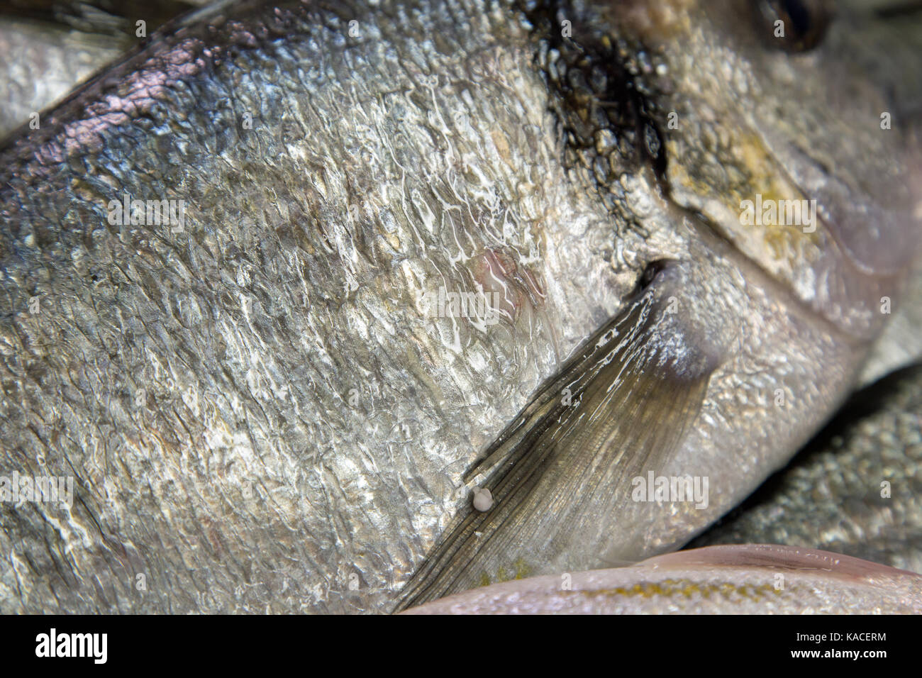 Silver flat fish sea hi-res stock photography and images - Alamy