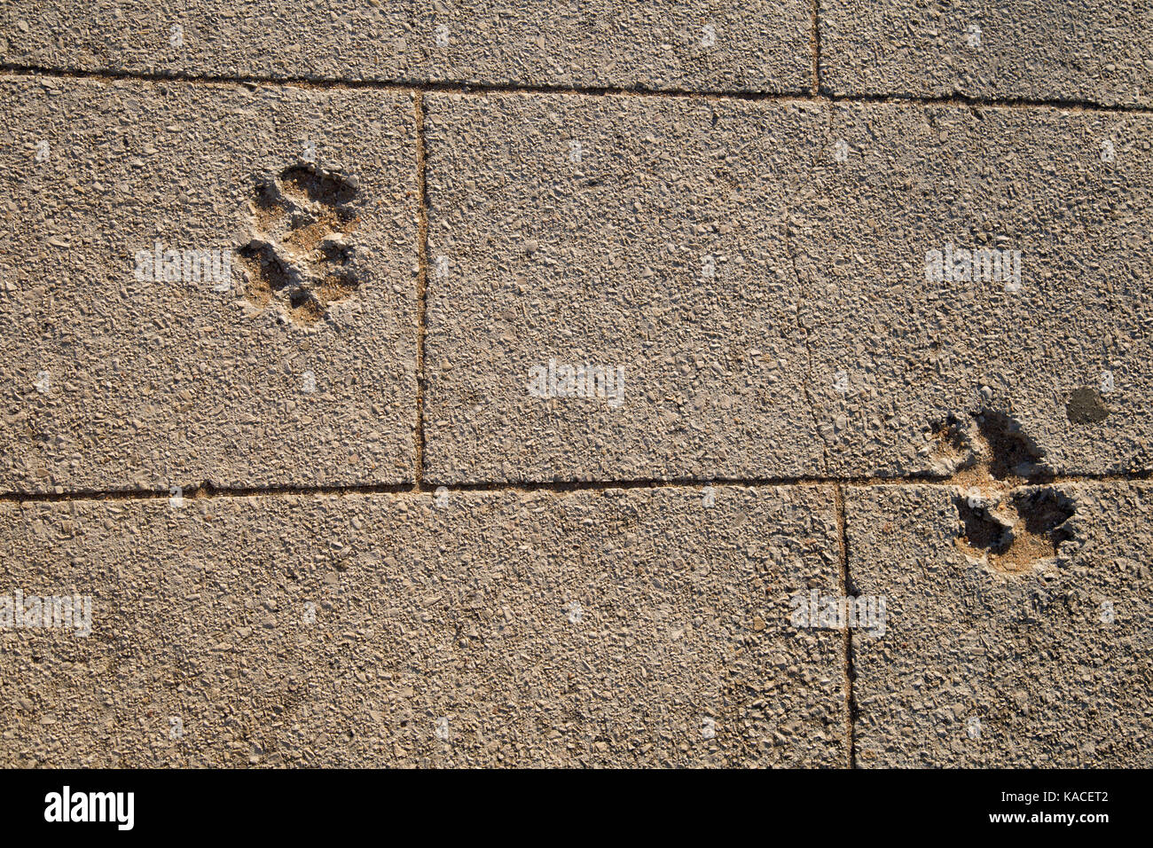 Concrete background texture shot Stock Photo - Alamy
