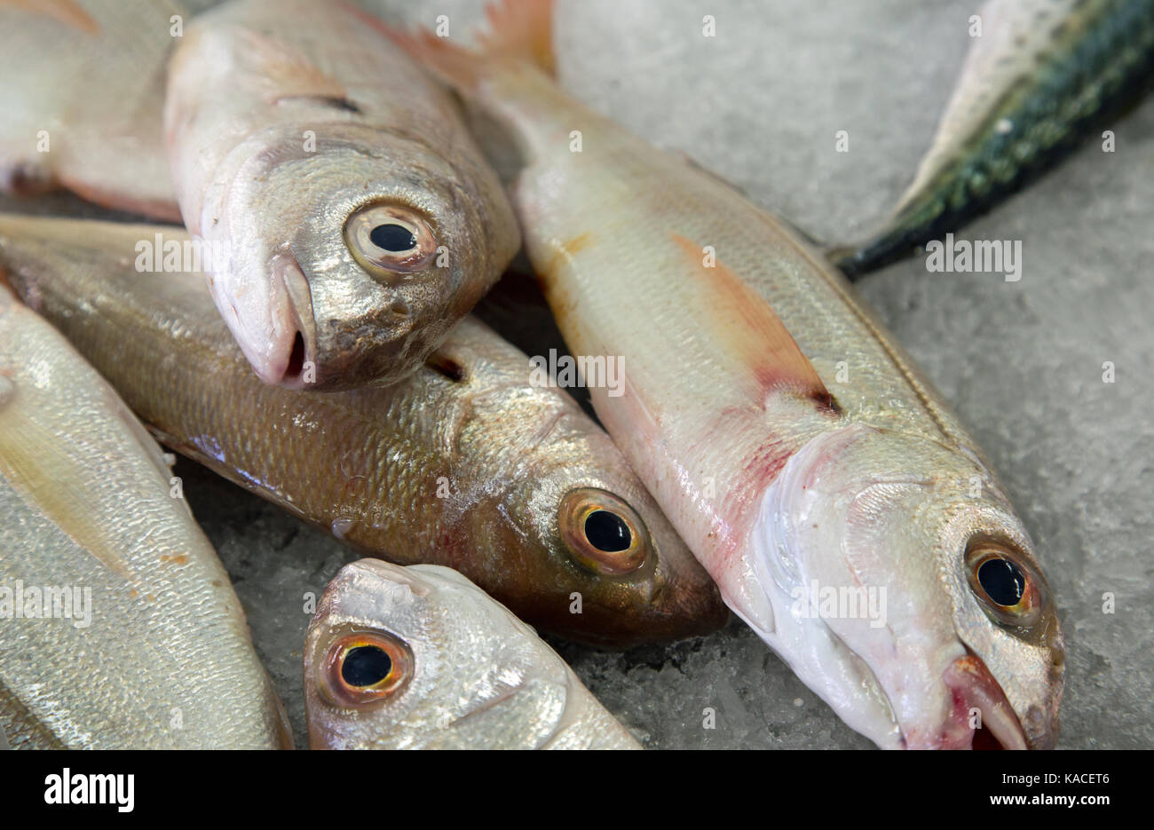 Silver coloured fresh fish for sale in a market at Vilamoura, Portugal ...