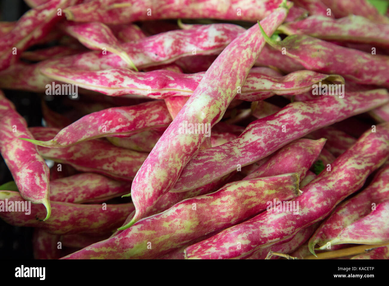 Haricot long hi-res stock photography and images - Alamy