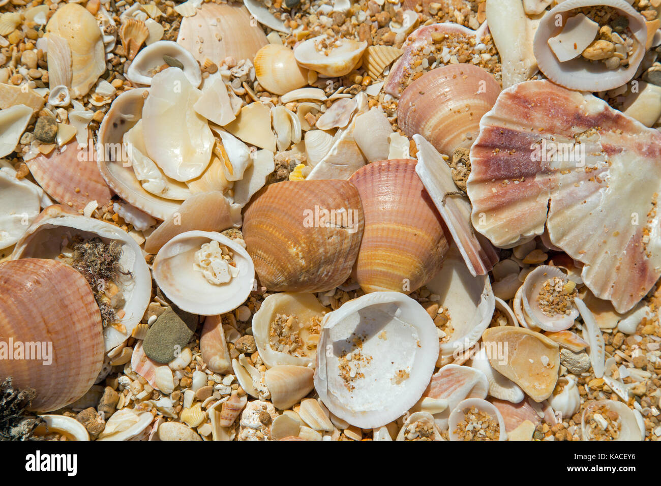 Shell beach background Stock Photo - Alamy