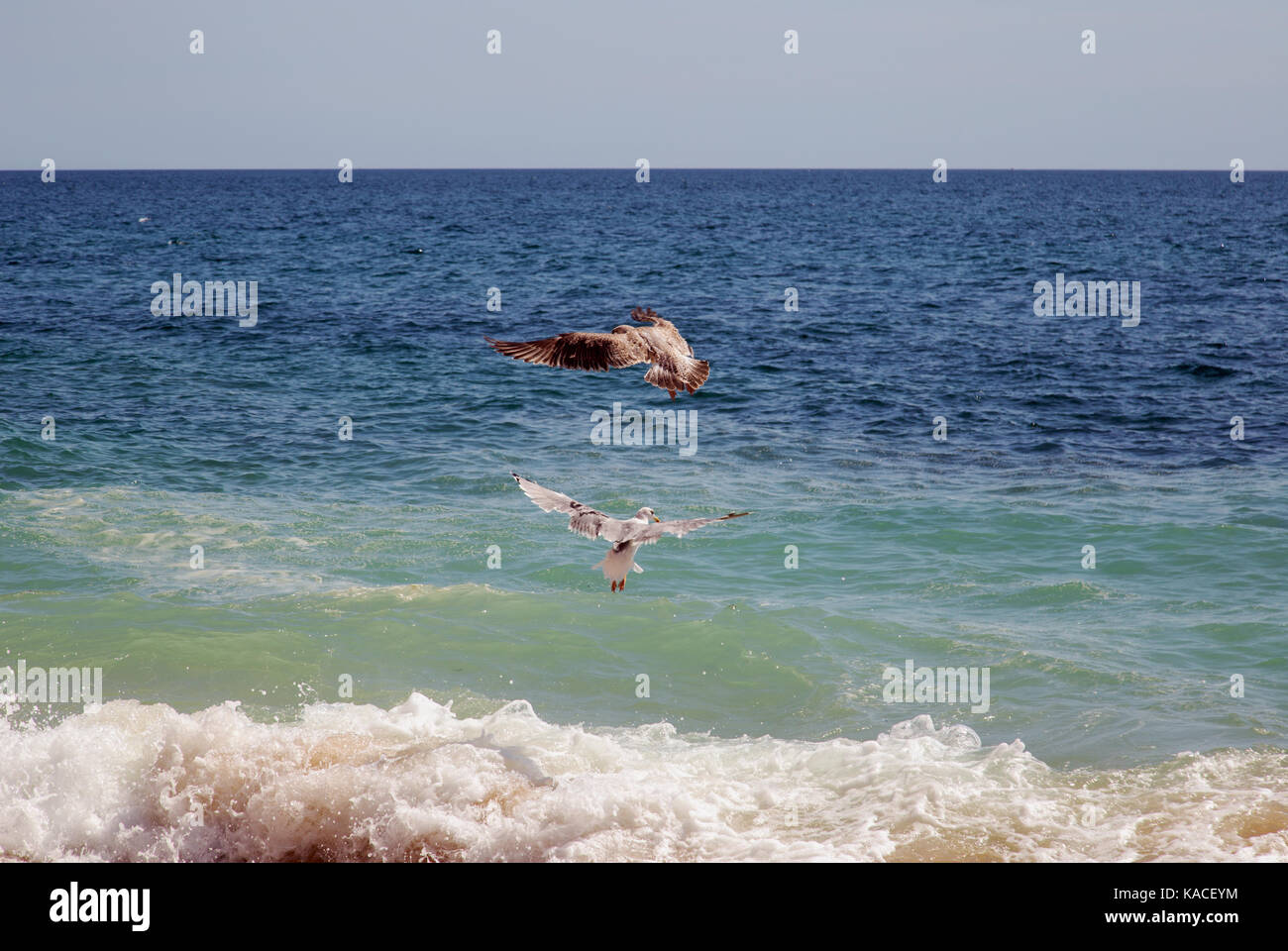 Two sea birds in flight over the ocean near the beach Stock Photo - Alamy
