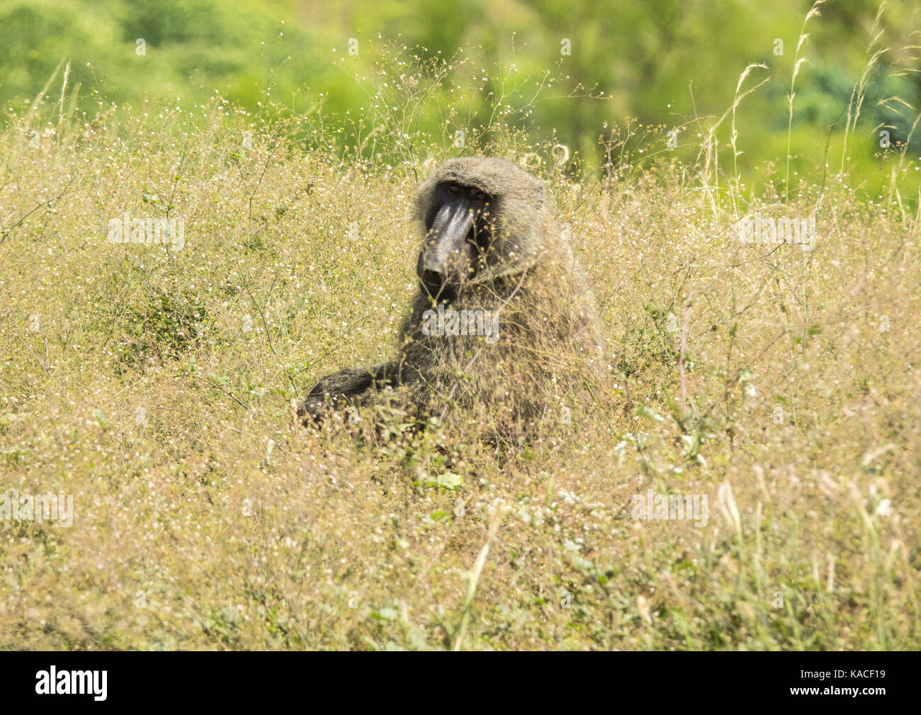 Ethiopia baboons hi-res stock photography and images - Alamy