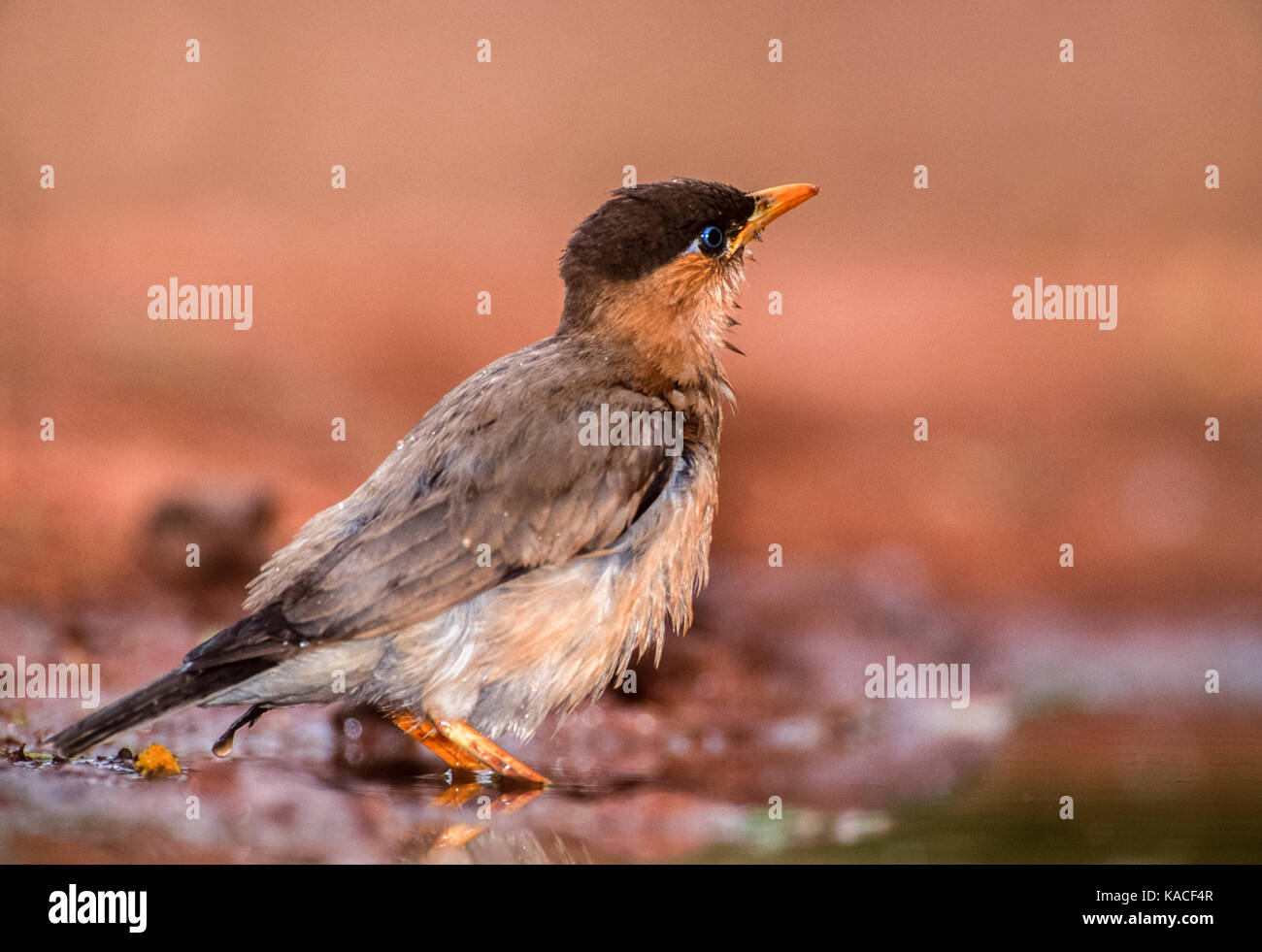 Brahminy myna bathing in water hi-res stock photography and images - Alamy