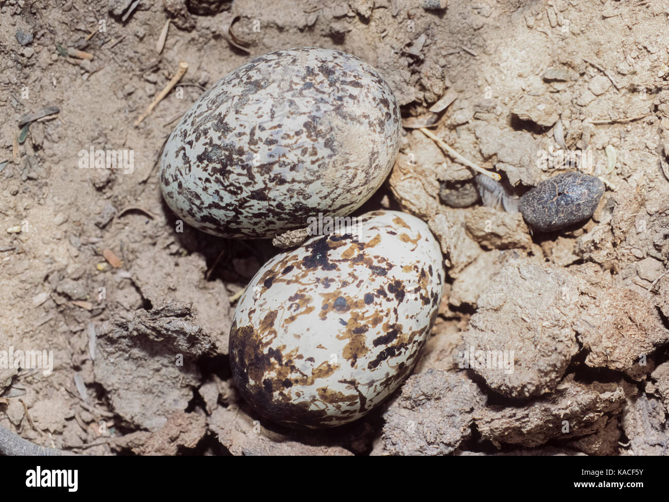 Indian stone curlew on nest hi-res stock photography and images - Alamy