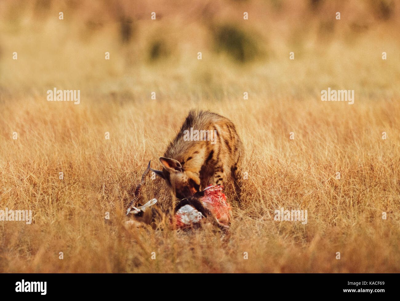 Indian Striped Hyena, (Hyaena hyaena), feeding on male Indian Blackbuck ...