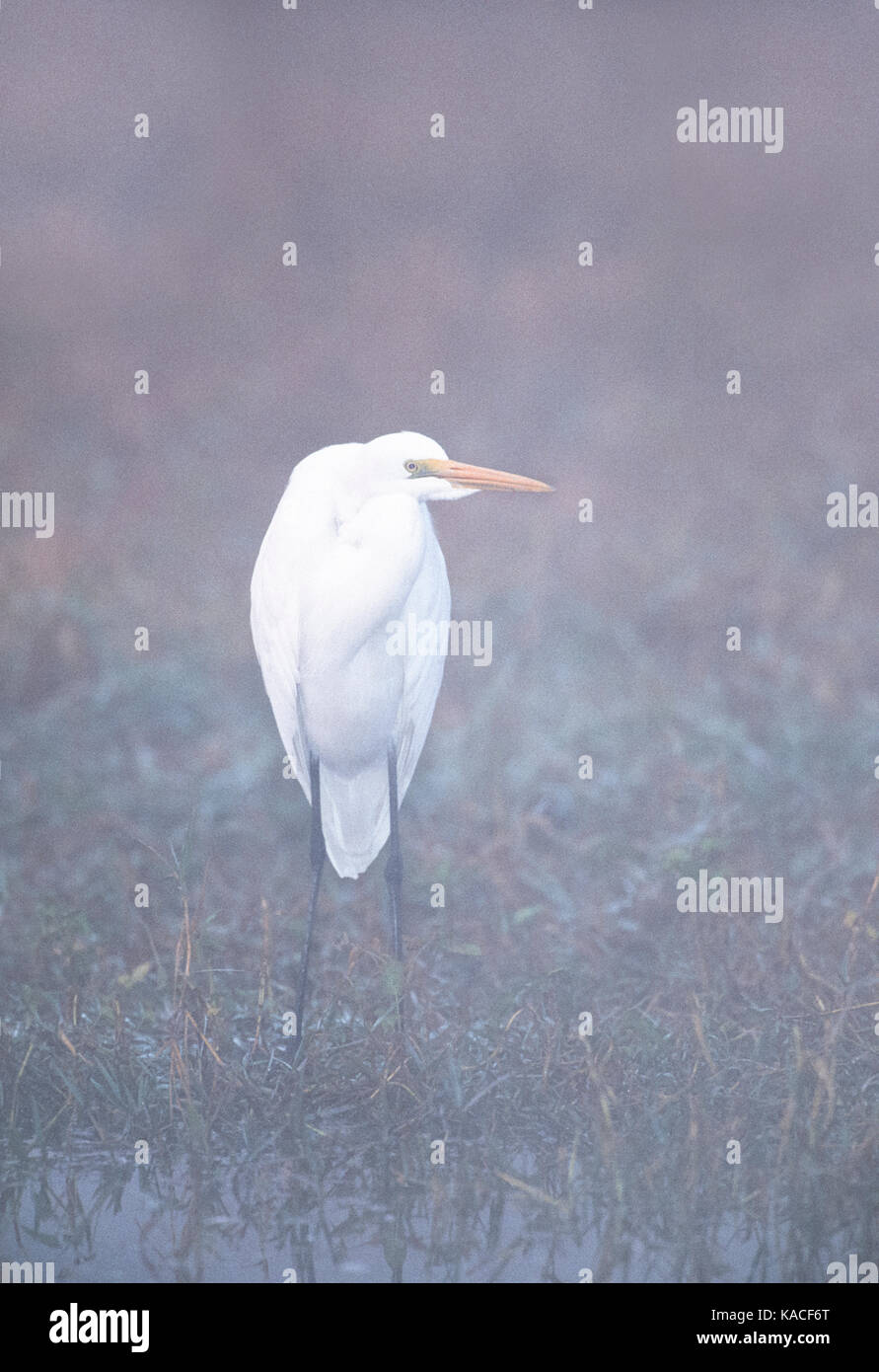 Large Egret,(Ardea alba), stands in wetland on foggy morning,Keoladeo ...