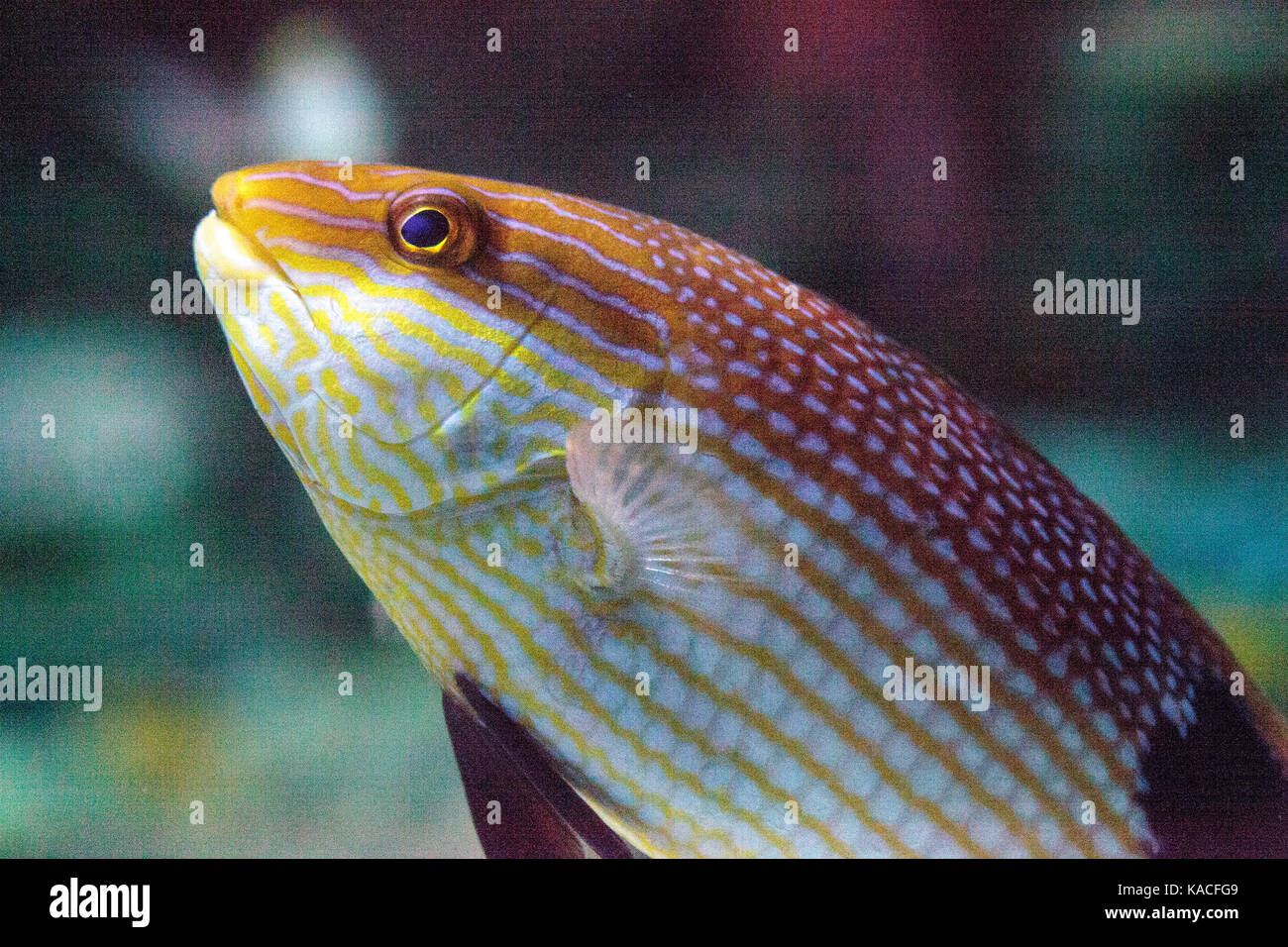 Coral hogfish hi-res stock photography and images - Alamy